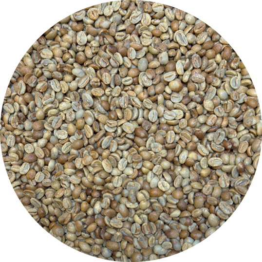 Honduran Org. 18 Rabbit Microlot - Natural Processed | Burman Coffee