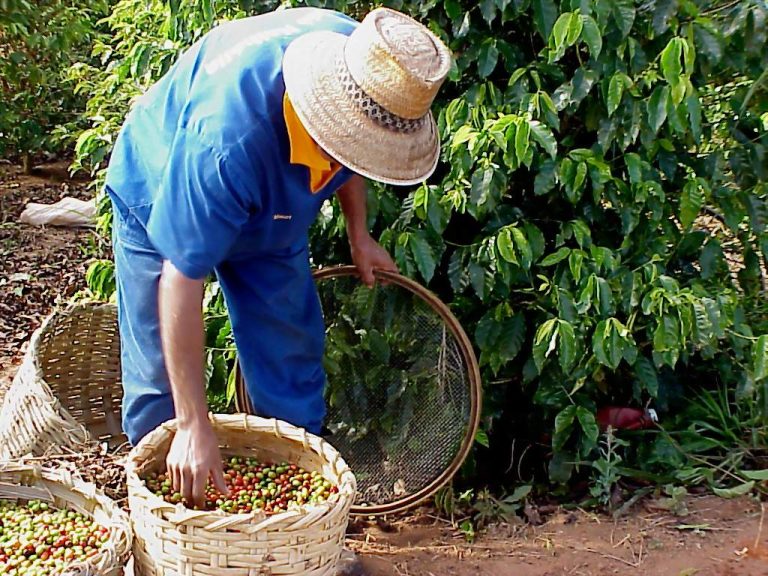 Spotlight on the Colombian Coffee Region | Burman Coffee