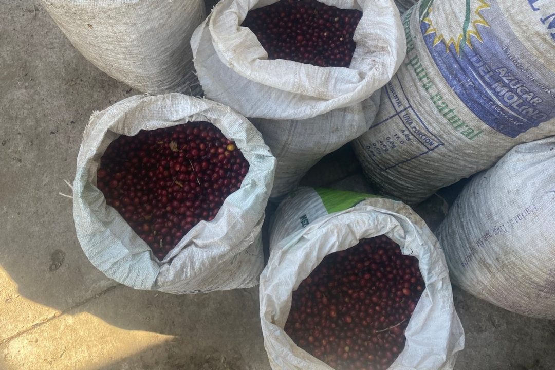 Mexican Terruño Nayarita - Cofradia de Chocolon - Washed Processed ...