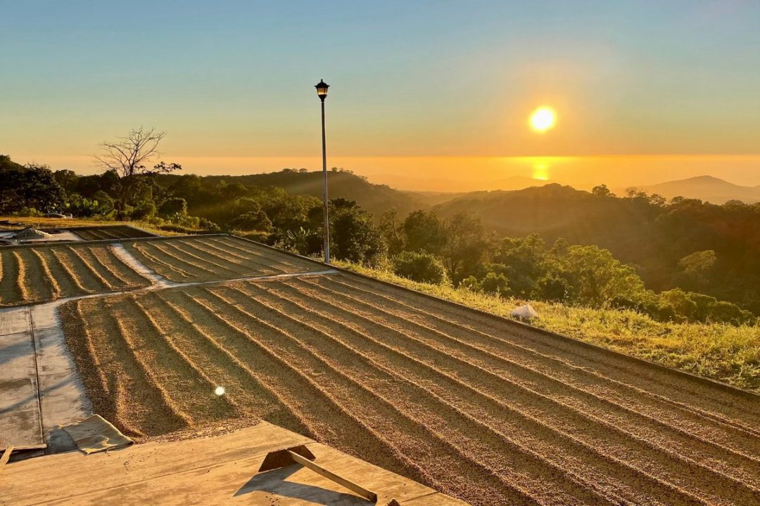 Mexican Terruño Nayarita - Cofradia de Chocolon - Washed Processed ...