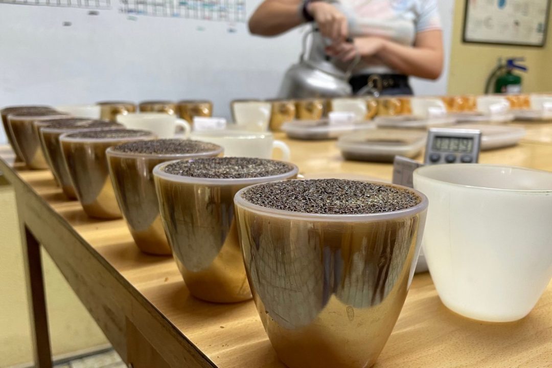 Mexican Terruño Nayarita - Cofradia de Chocolon - Washed Processed ...