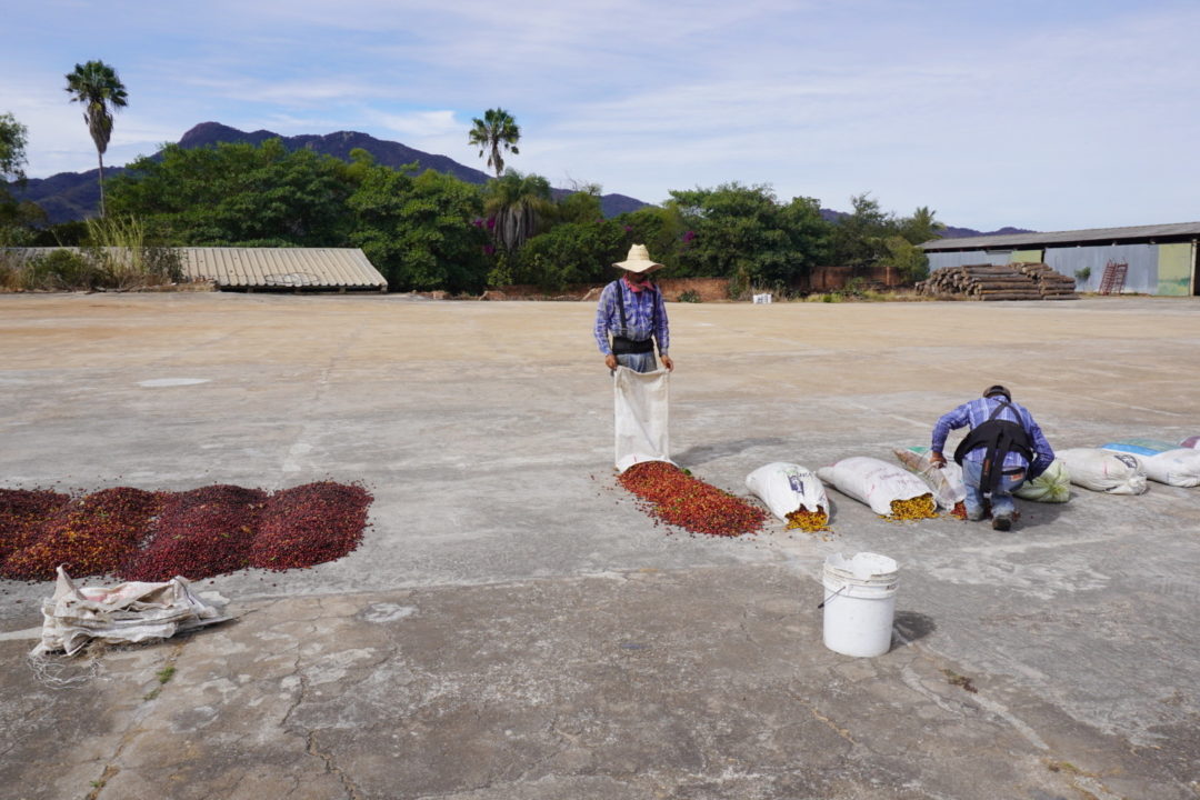 Mexican Terruño Nayarita - Cofradia de Chocolon - Washed Processed ...
