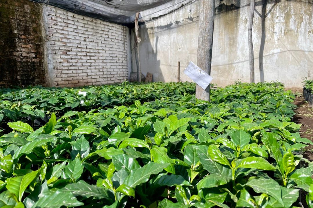 Mexican Terruño Nayarita - Cofradia de Chocolon - Washed Processed ...