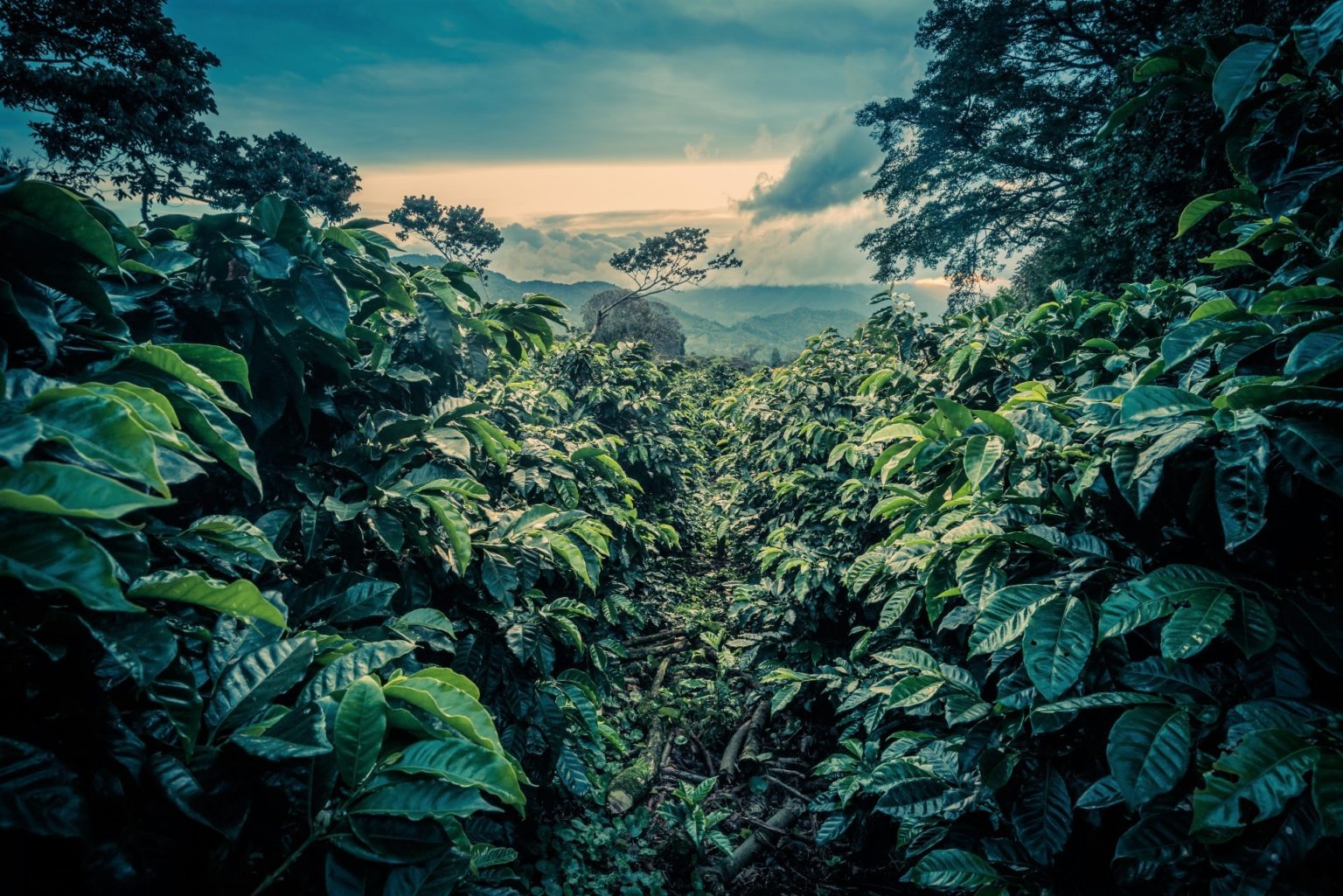 Panama Premium Boquete - Finca Lerida - Geisha Washed Processed ...