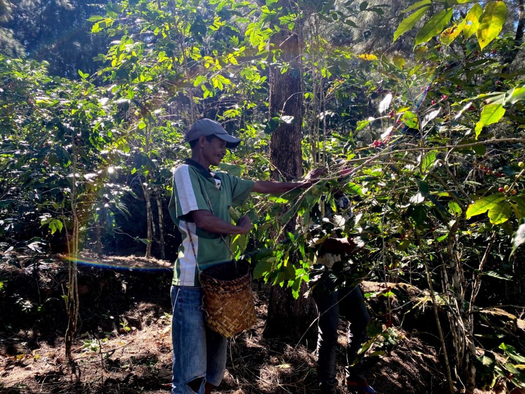 Timor-Leste Letefoho - Natural Processed | Burman Coffee