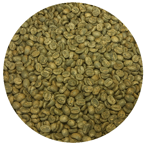 Panama Finca Dona Chela - Catuai Washed | Burman Coffee