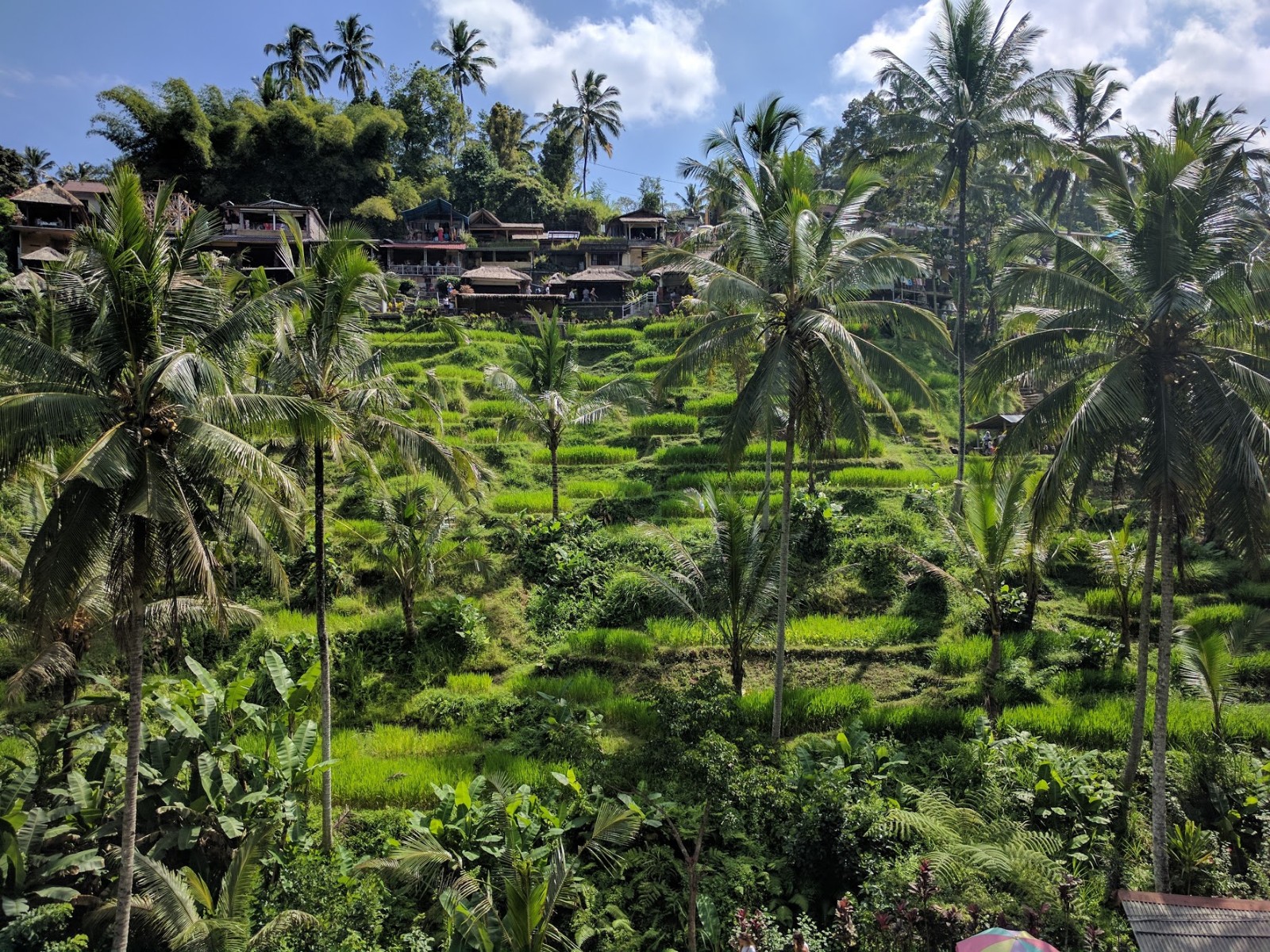 Green Coffee, Unroasted Coffee Beans | Burman Coffee Traders