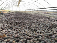 Nicaraguan RFA Selva Negra - Washed Processed | Burman Coffee