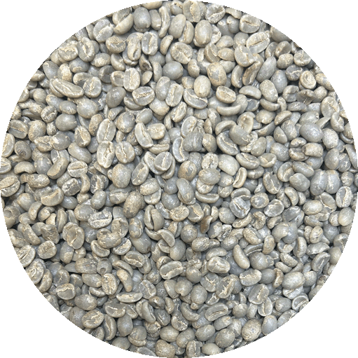 Honduran Org. 18 Rabbit Microlot - Washed Processed | Burman Coffee