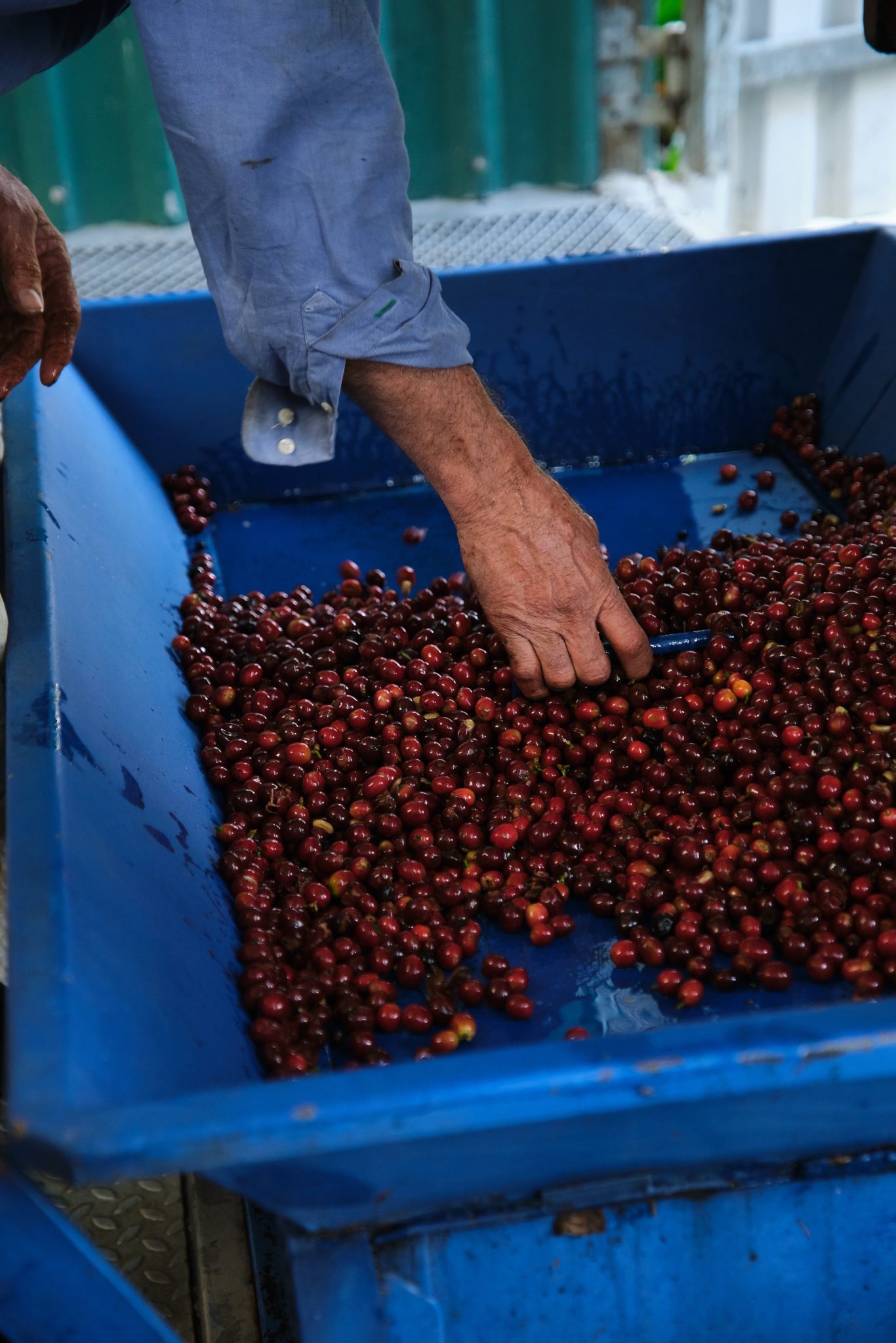 Costa Rican Black Cherry Natural | Burman Coffee