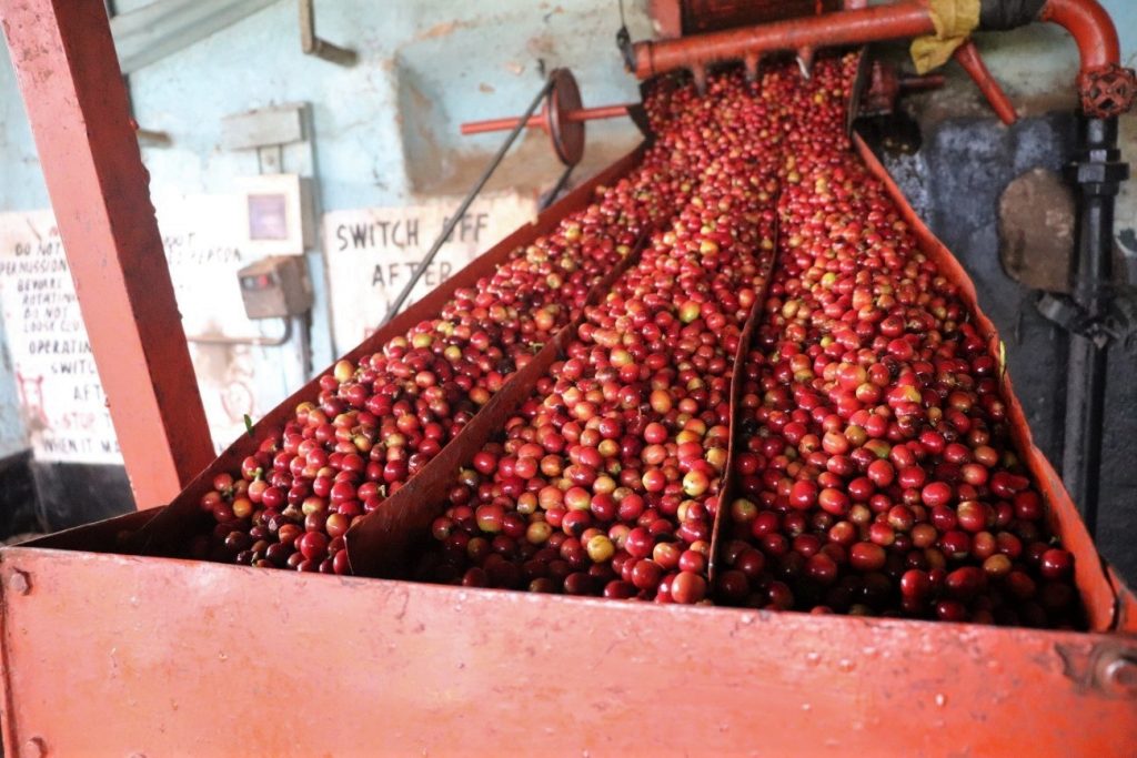 Kenya Machakos - Ngomano Peaberry | Burman Coffee