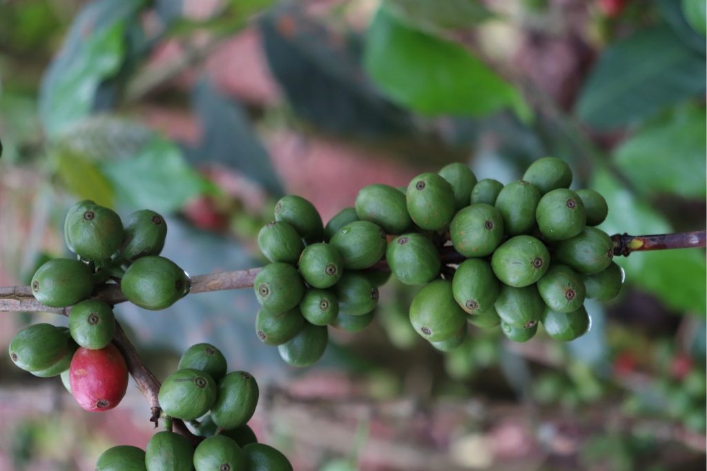 Kenya Machakos Kaliluni - Peaberry | Burman Coffee