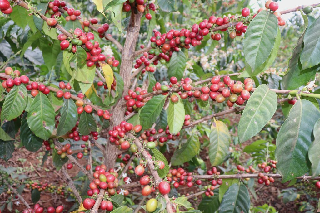 Kenya Machakos - Ngomano AA Washed | Burman Coffee