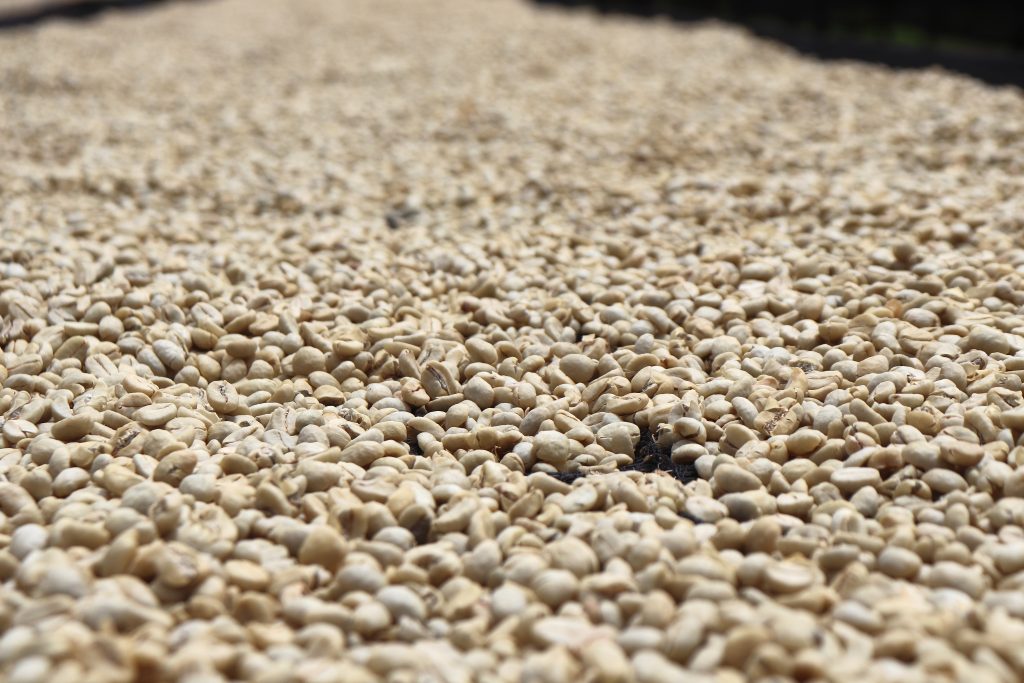 Kenya Machakos - Ngomano AA Washed | Burman Coffee